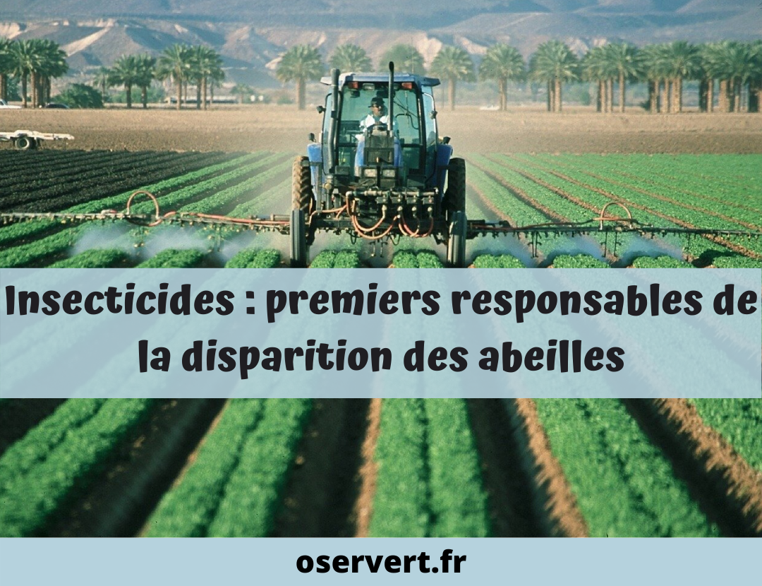 Disparition des Abeilles : un désastre pour l’Humanité ? - Oser Vert