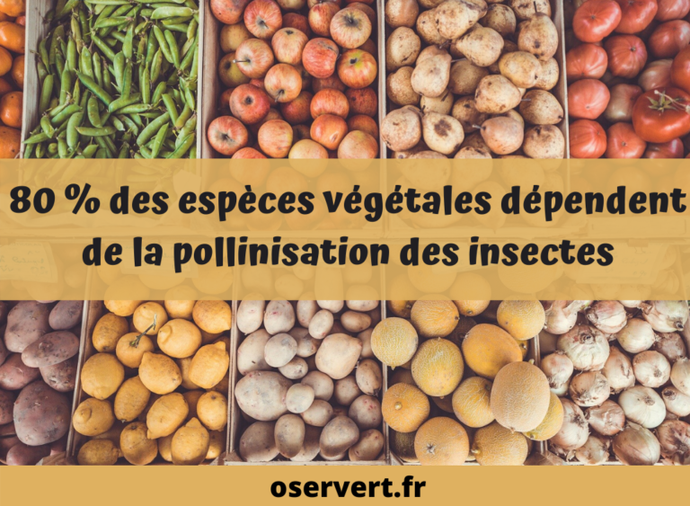 Disparition des Abeilles : un désastre pour l’Humanité ? - Oser Vert