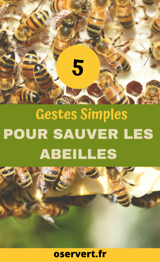 Disparition des Abeilles : un désastre pour l’Humanité ? - Oser Vert